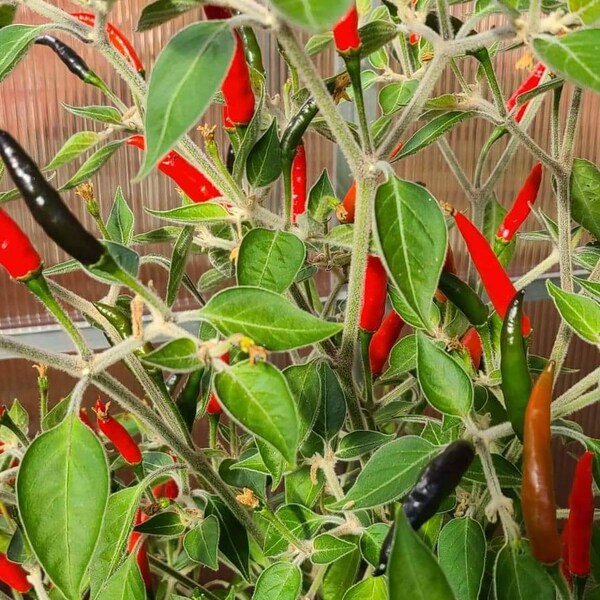 Black Cobra Chili Pepper Plant - Etsy