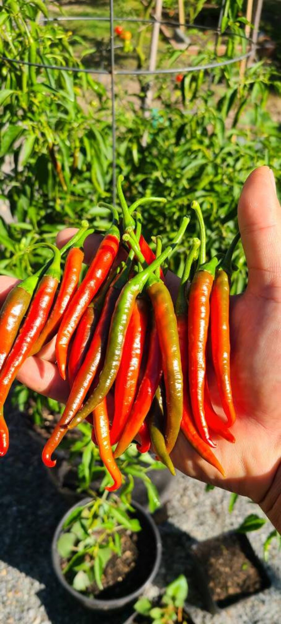 Thai Chili Pepper Seeds 25 | Etsy