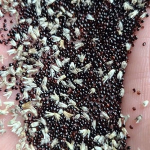 Organic Amaranth (green) Seeds (rau Den) - Over 200 Seeds! - Etsy