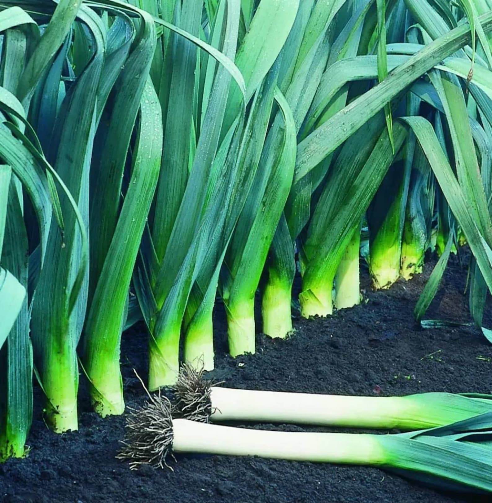 Leek Seeds 200 - Etsy