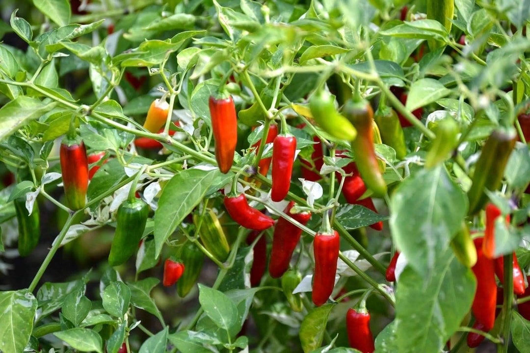 Serrano Chili Pepper Seeds (10) - Etsy