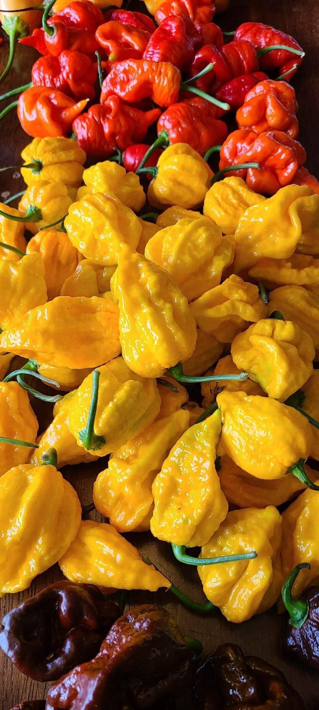 Yellow Fever Pepper Seeds (10) - Etsy