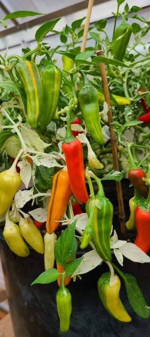 Fish Pepper Seeds 10 - Etsy