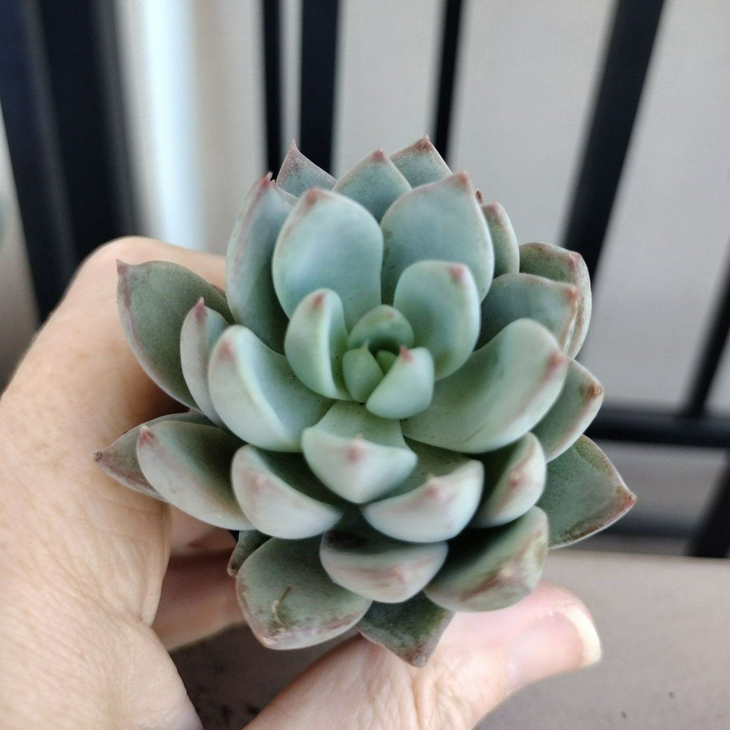 Echeveria Tippy, 2 Inch Succulent Plant, Rooted in Pot, Houseplant ...
