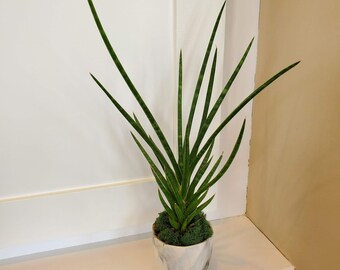 Sansevieria Francisii - Etsy