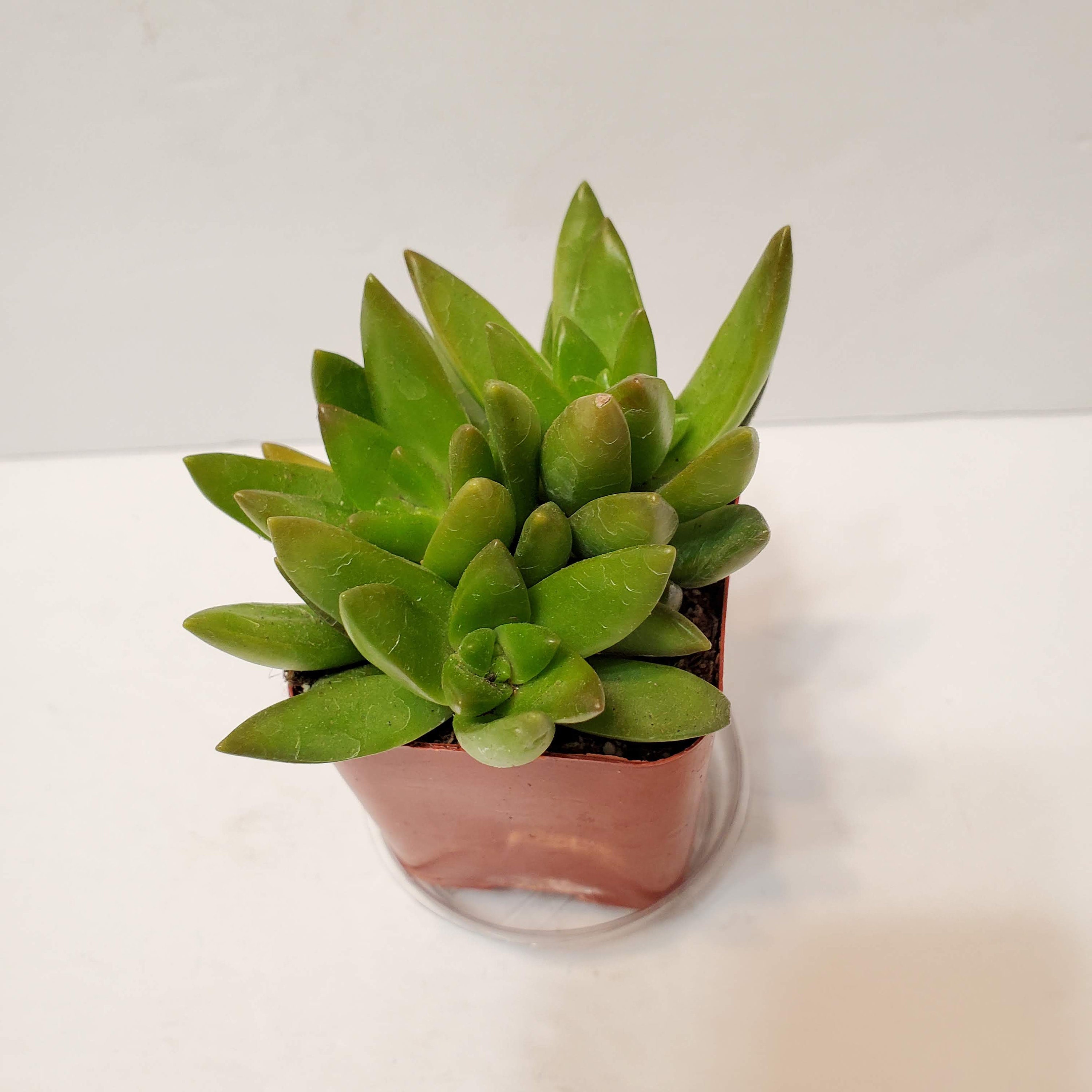Sedum Adolphi, Coppertone Stonecrop, Golden Sedum, Succulent Plants ...