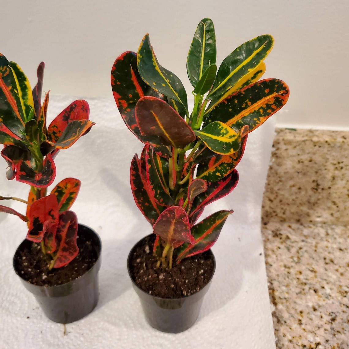 Croton Bush on Fire, 2 to 4 in House Plant, Live Plant, Red Houseplant ...