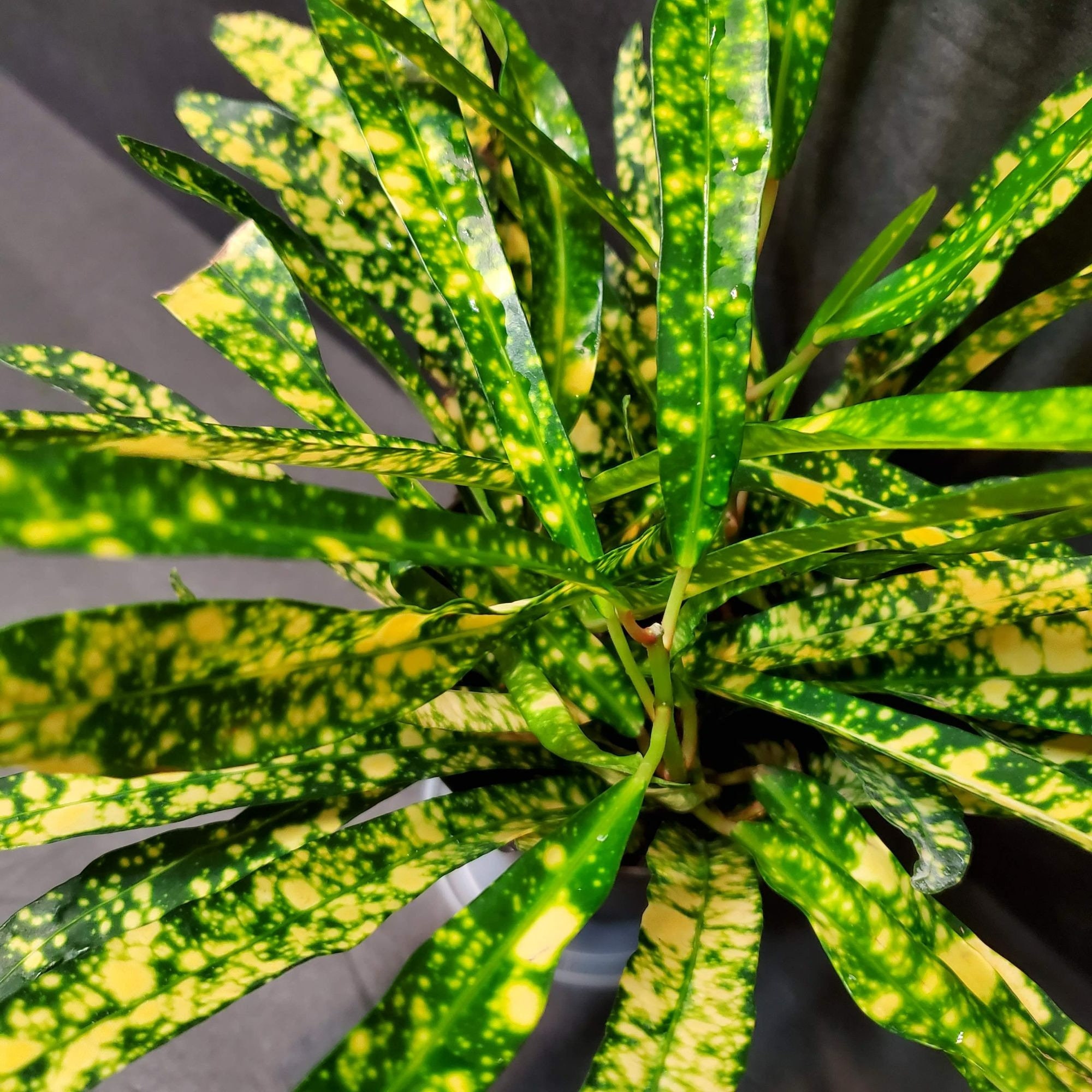 Croton Plant, Gold Star Croton, 2 Inch Plant, Croton Live Plant ...