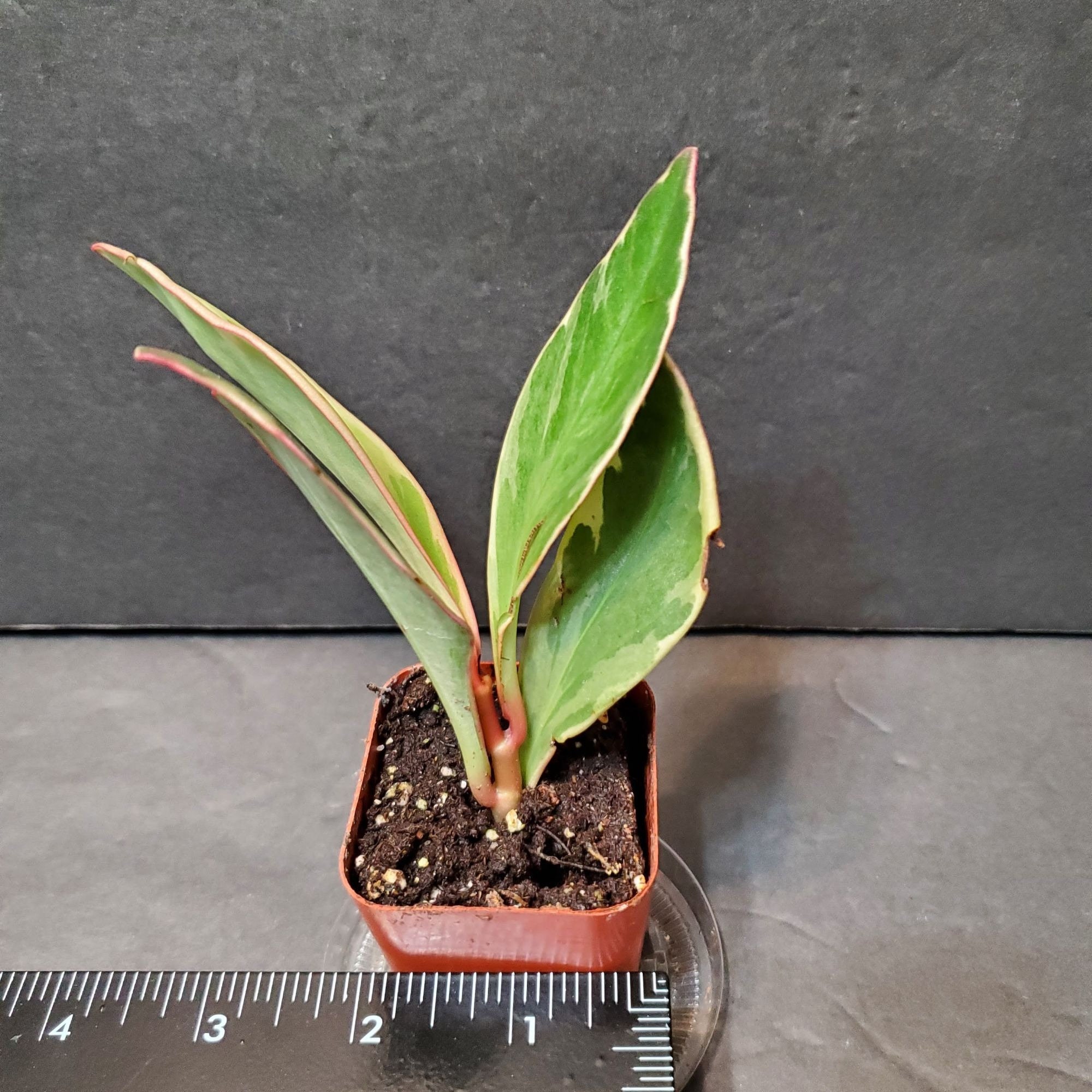 Peperomia Obtusifolia Red Edge, 2 Inch Plant, Live Plant, Red House ...