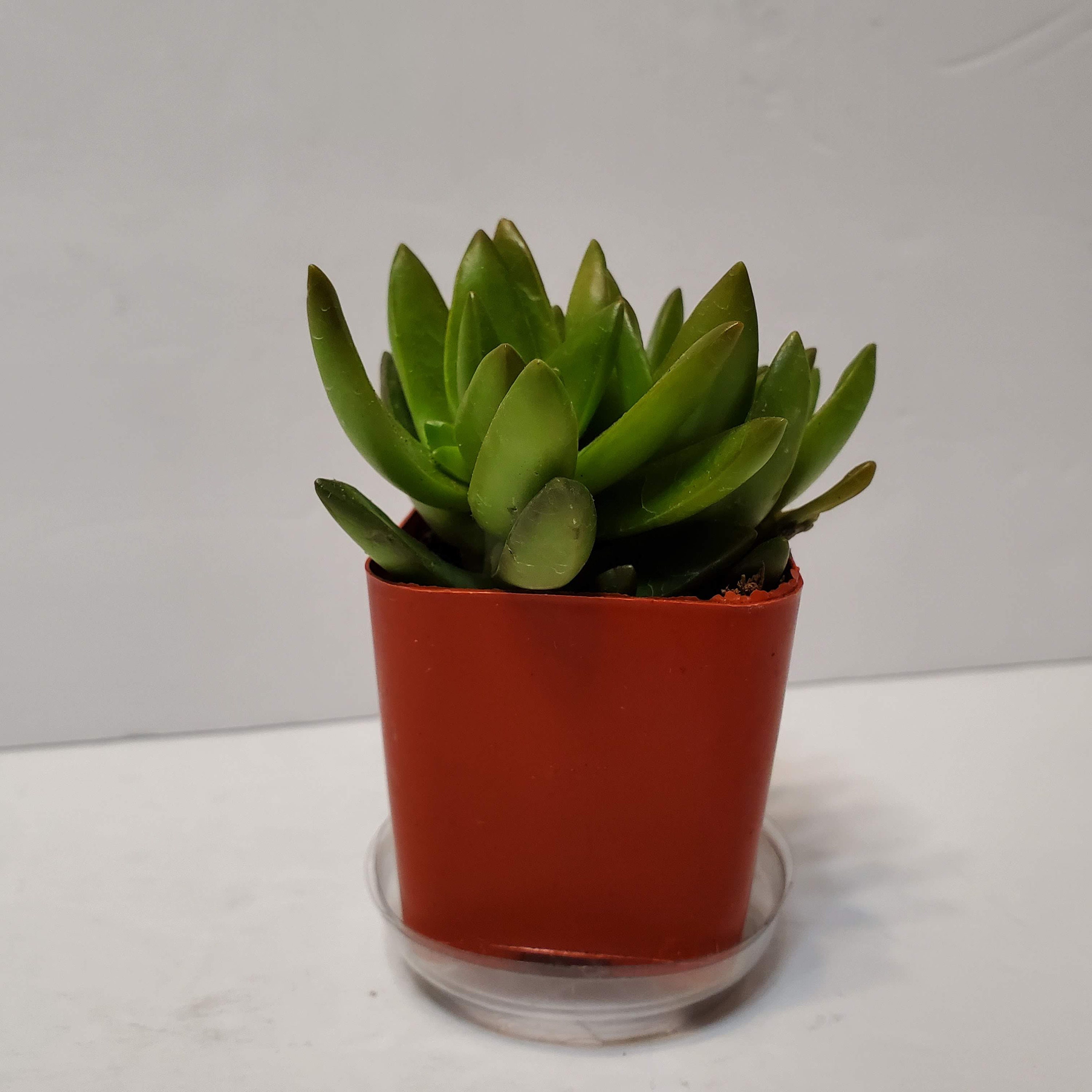 Sedum Adolphi, Coppertone Stonecrop, Golden Sedum, Succulent Plants ...