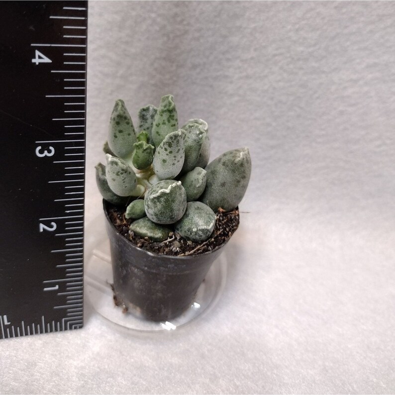 Adromischus Cooperi, Live Succulent Plants, Spotty Succulent, 2-inch ...
