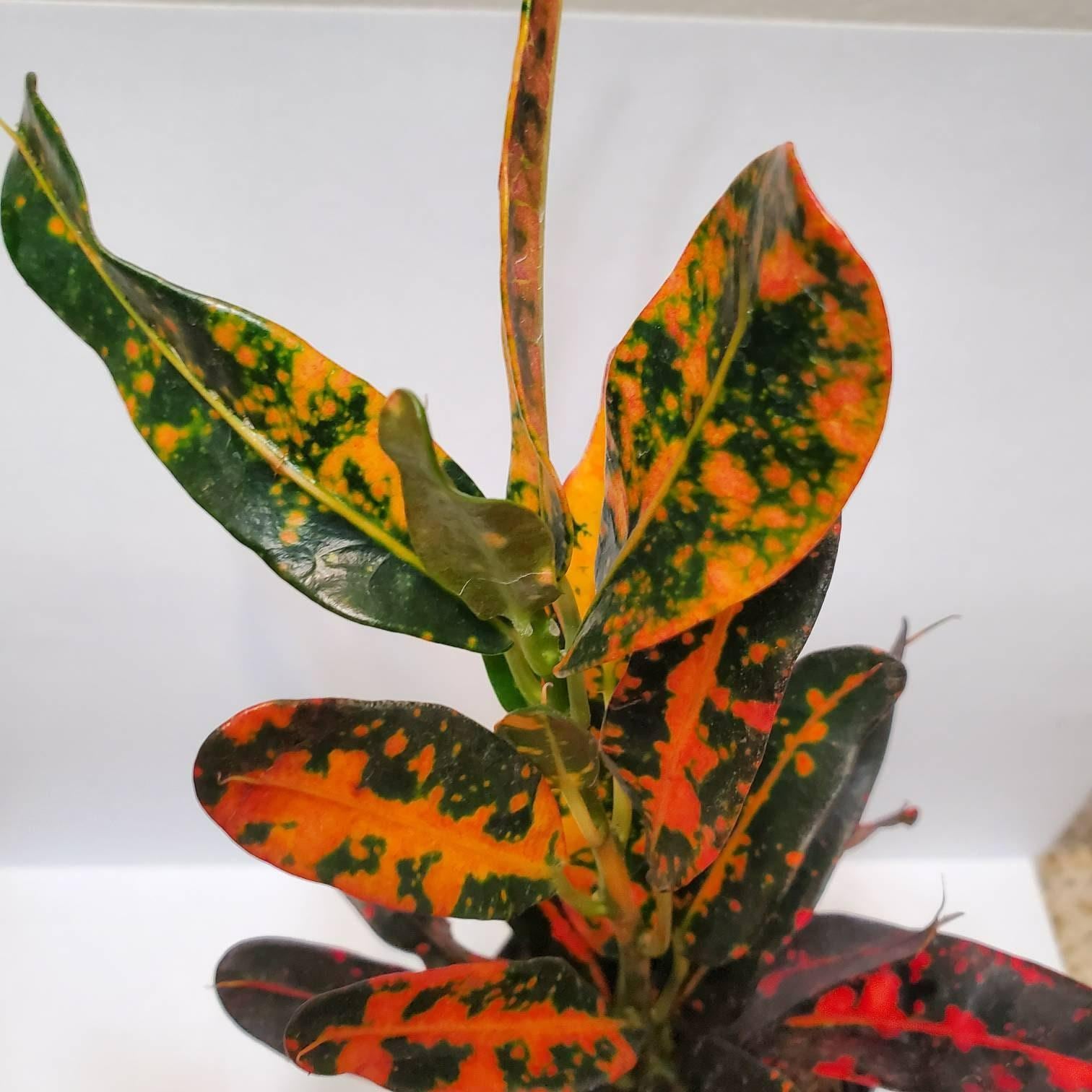 Batik Croton Plant, 2 Inch Plant, Croton Live Plant, Colorful House ...