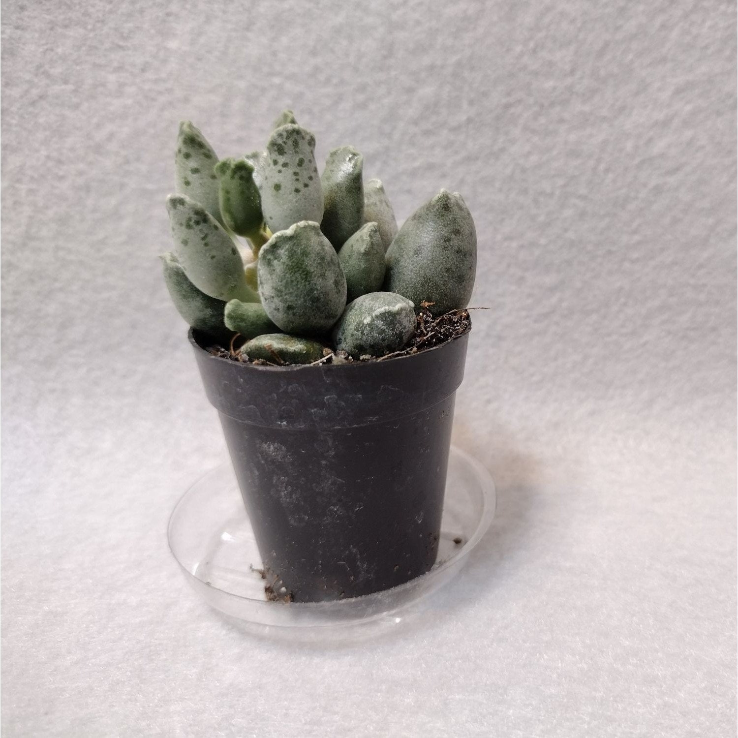 Adromischus Cooperi, Live Succulent Plants, Spotty Succulent, 2-inch ...