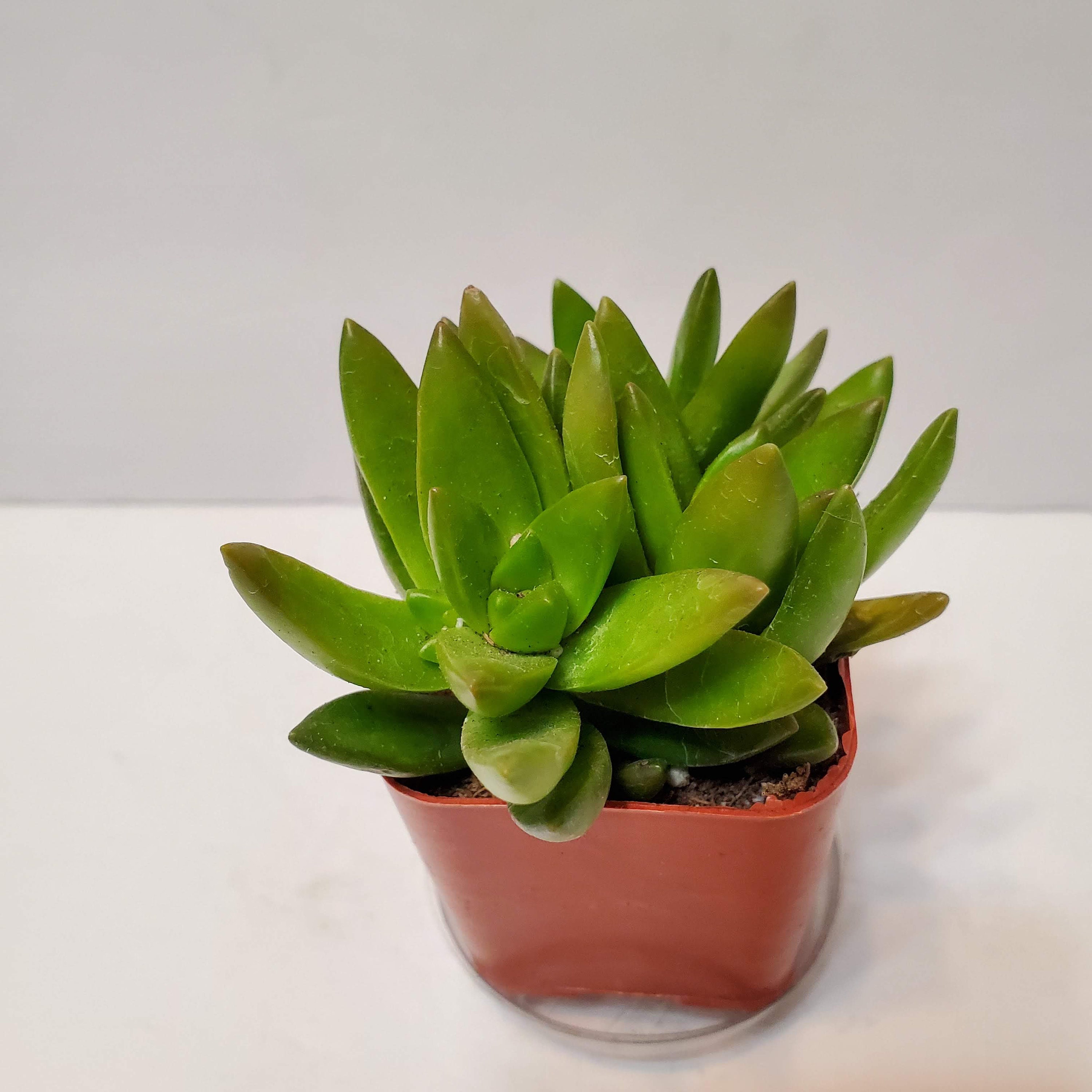 Sedum Adolphi, Coppertone Stonecrop, Golden Sedum, Succulent Plants ...