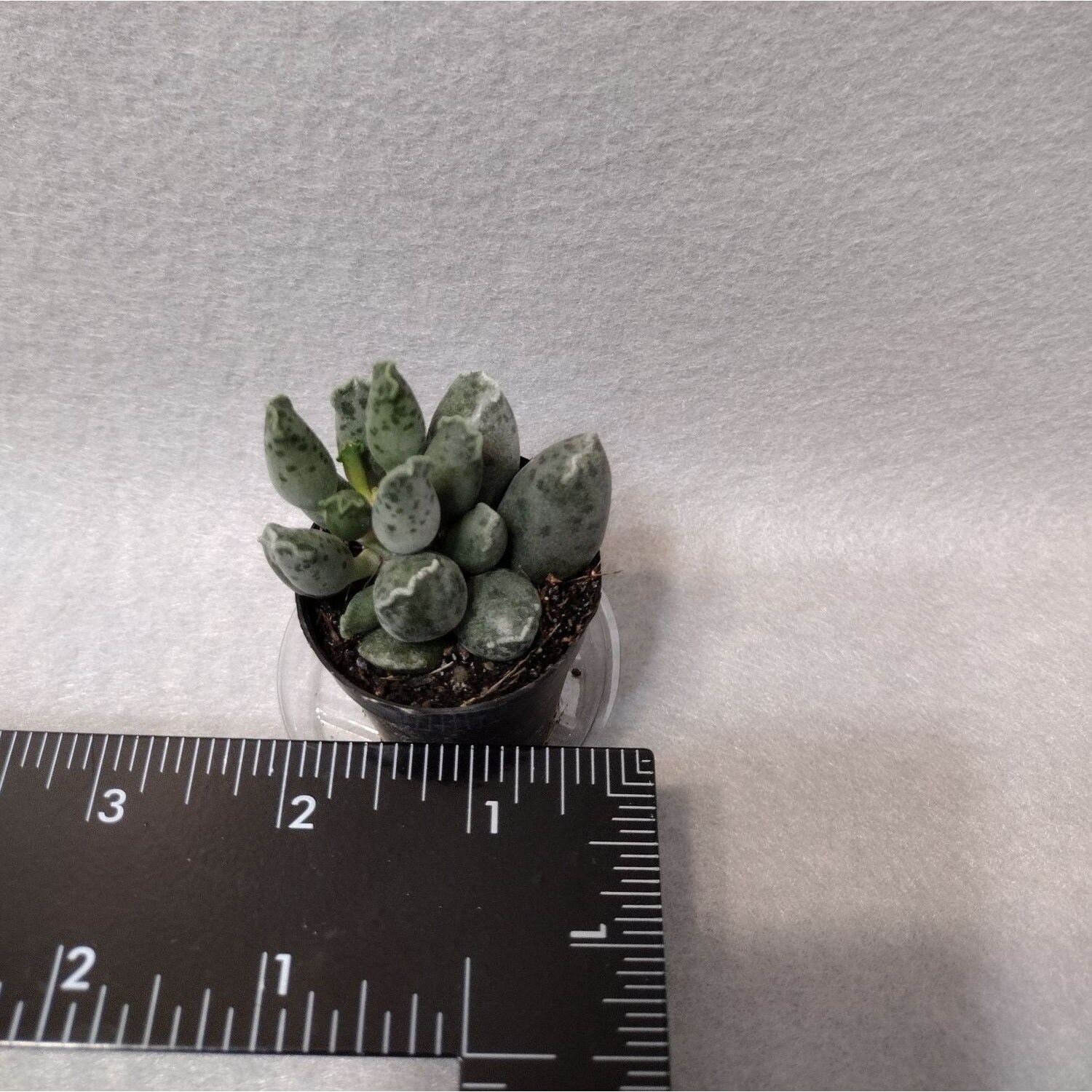 Adromischus Cooperi, Live Succulent Plants, Spotty Succulent, 2-inch ...