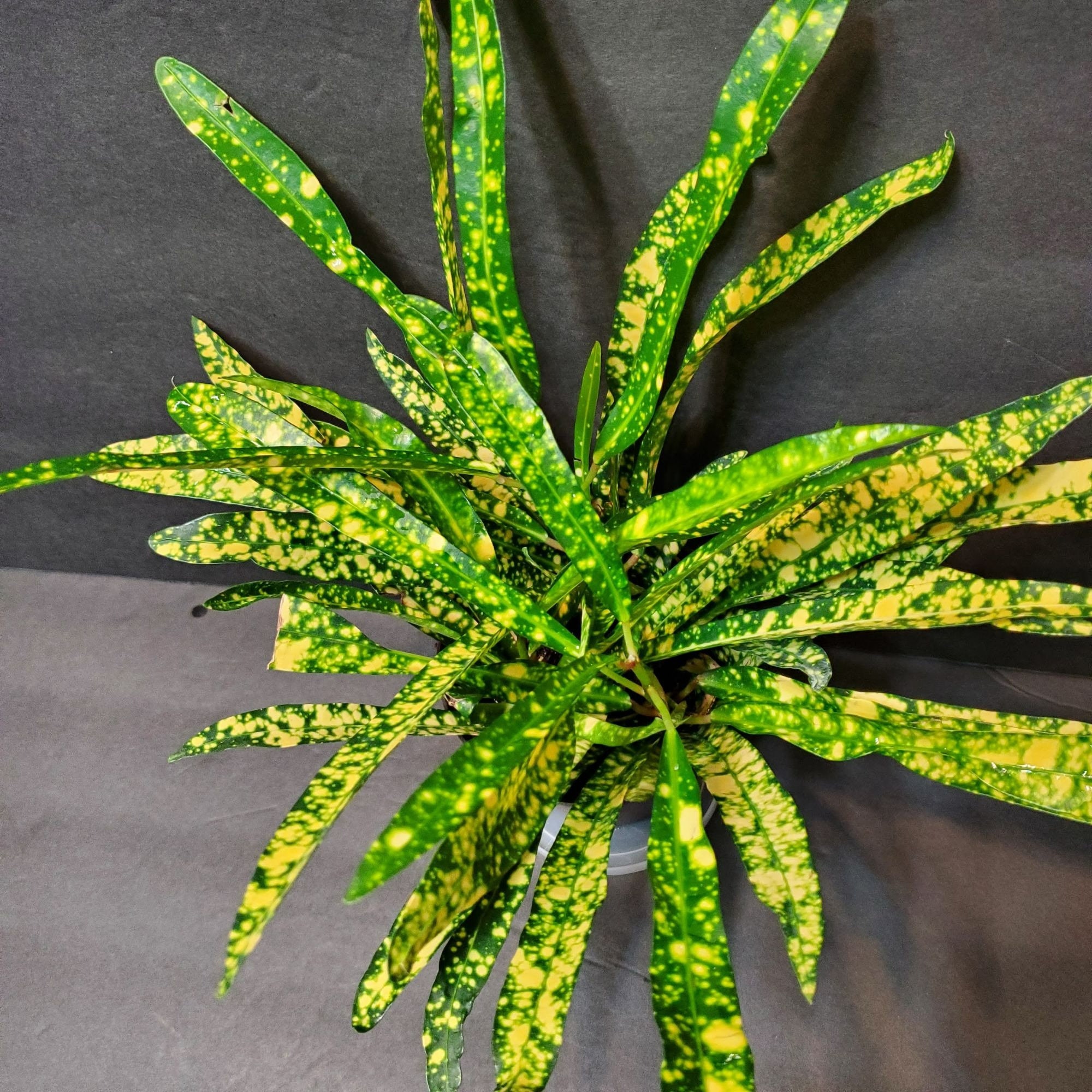 Croton Plant, Gold Star Croton, 2 Inch Plant, Croton Live Plant ...
