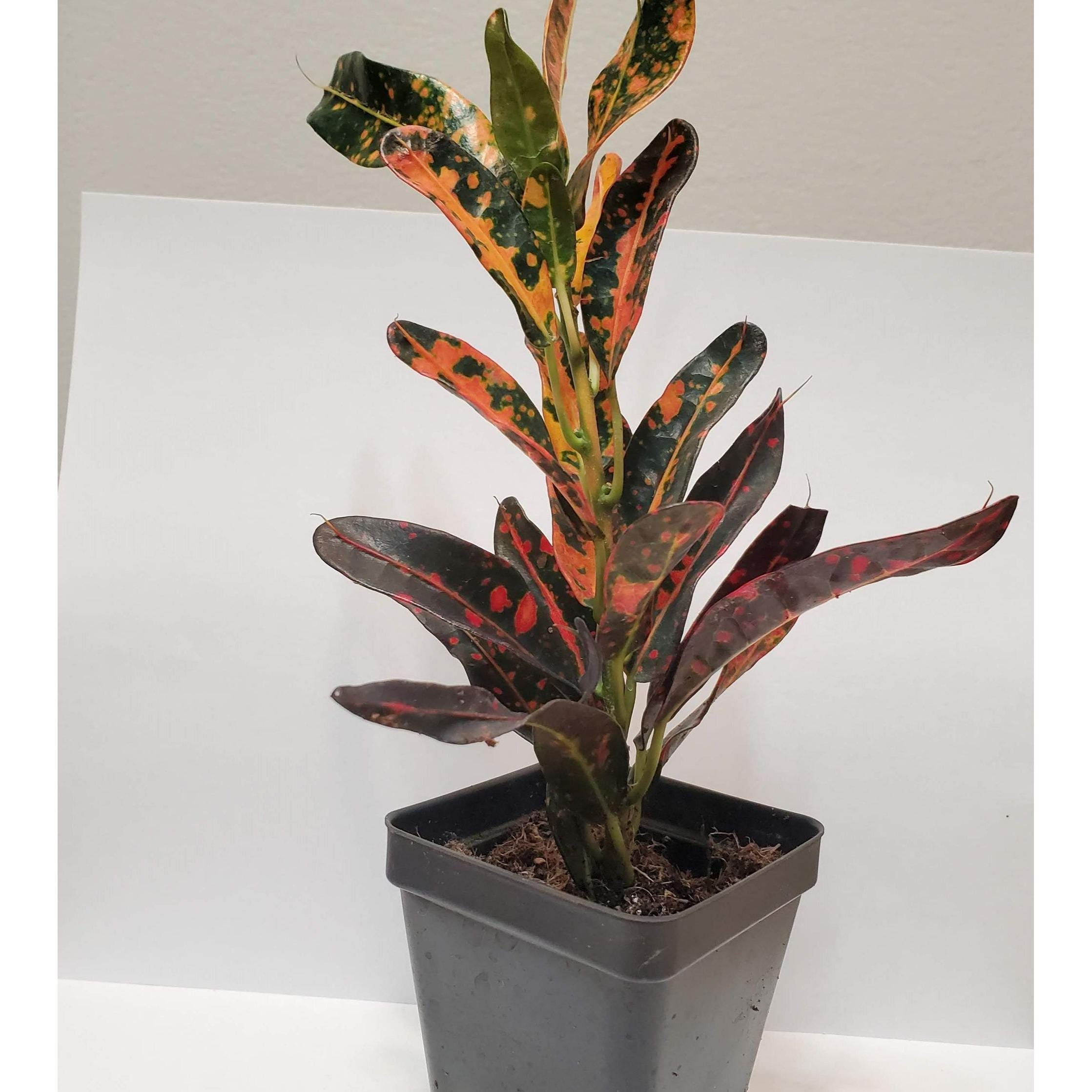 Batik Croton Plant, 2 Inch Plant, Croton Live Plant, Colorful House ...
