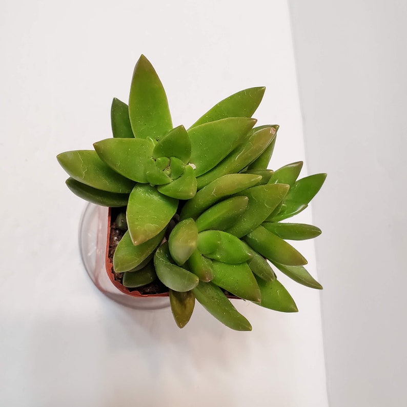 Sedum Adolphi, Coppertone Stonecrop, Golden Sedum, Succulent Plants ...