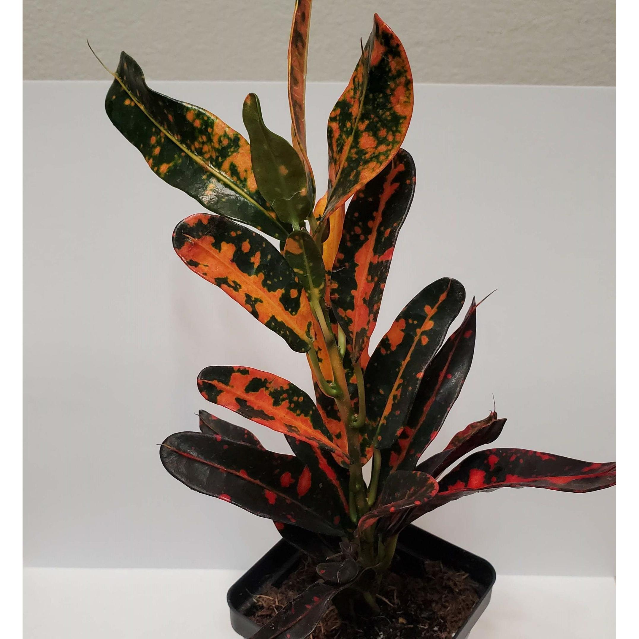 Batik Croton Plant, 2 Inch Plant, Croton Live Plant, Colorful House ...