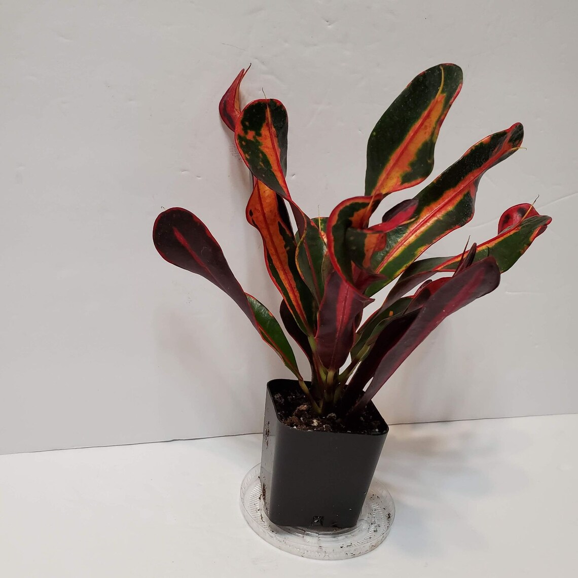 Croton Plant, Mamey Croton, 2 Inch Plant, Croton Live Plant, Red House ...