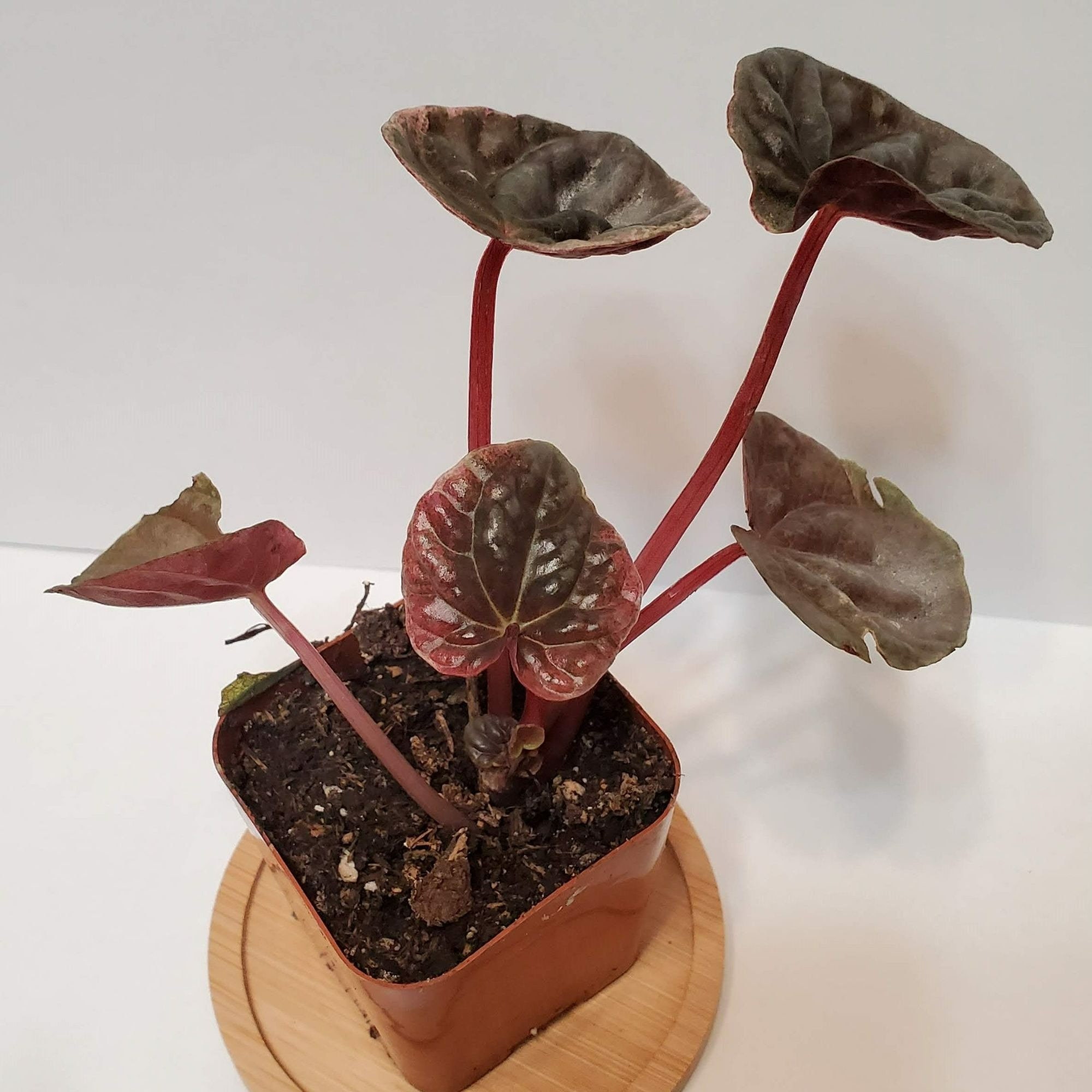 Red Ripple Peperomia, Peperomia Caperata Red Ripple, House Plants ...