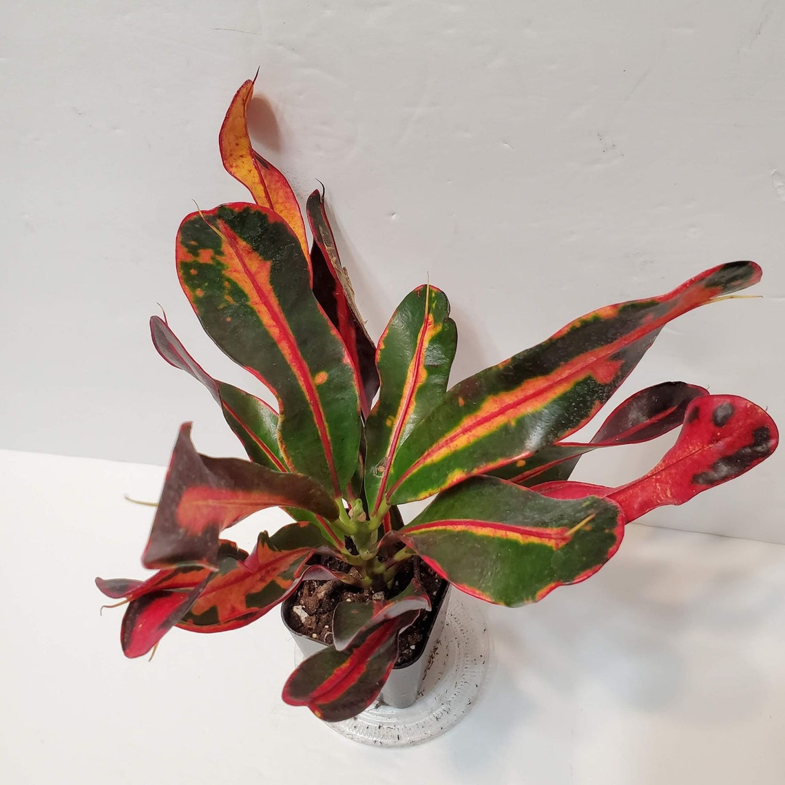 Croton Plant, Mamey Croton, 2 Inch Plant, Croton Live Plant, Red House ...