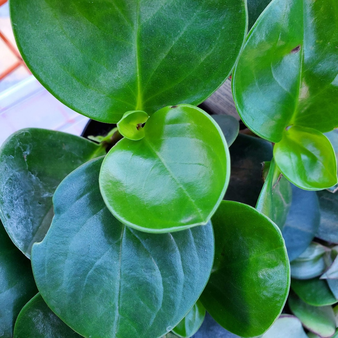Peperomia Obtusifolia, 3 Inch Plant, Green Peperomia, Baby Rubber Plant ...