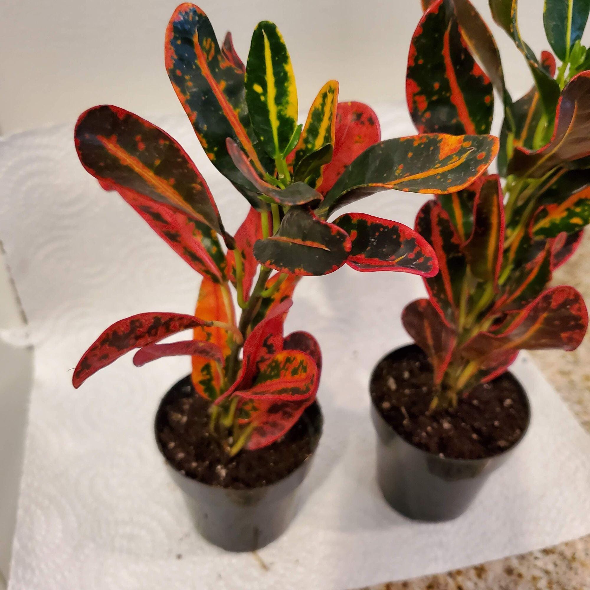 Croton Bush on Fire, 2 to 4 in House Plant, Live Plant, Red Houseplant ...