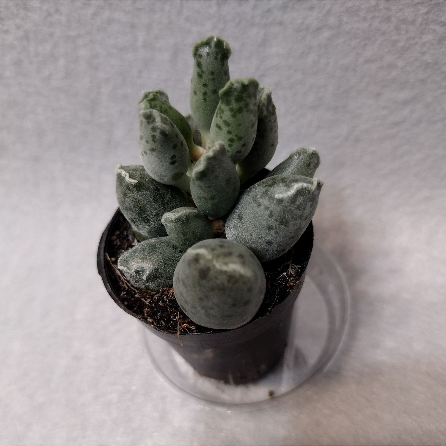 Adromischus Cooperi, Live Succulent Plants, Spotty Succulent, 2-inch ...