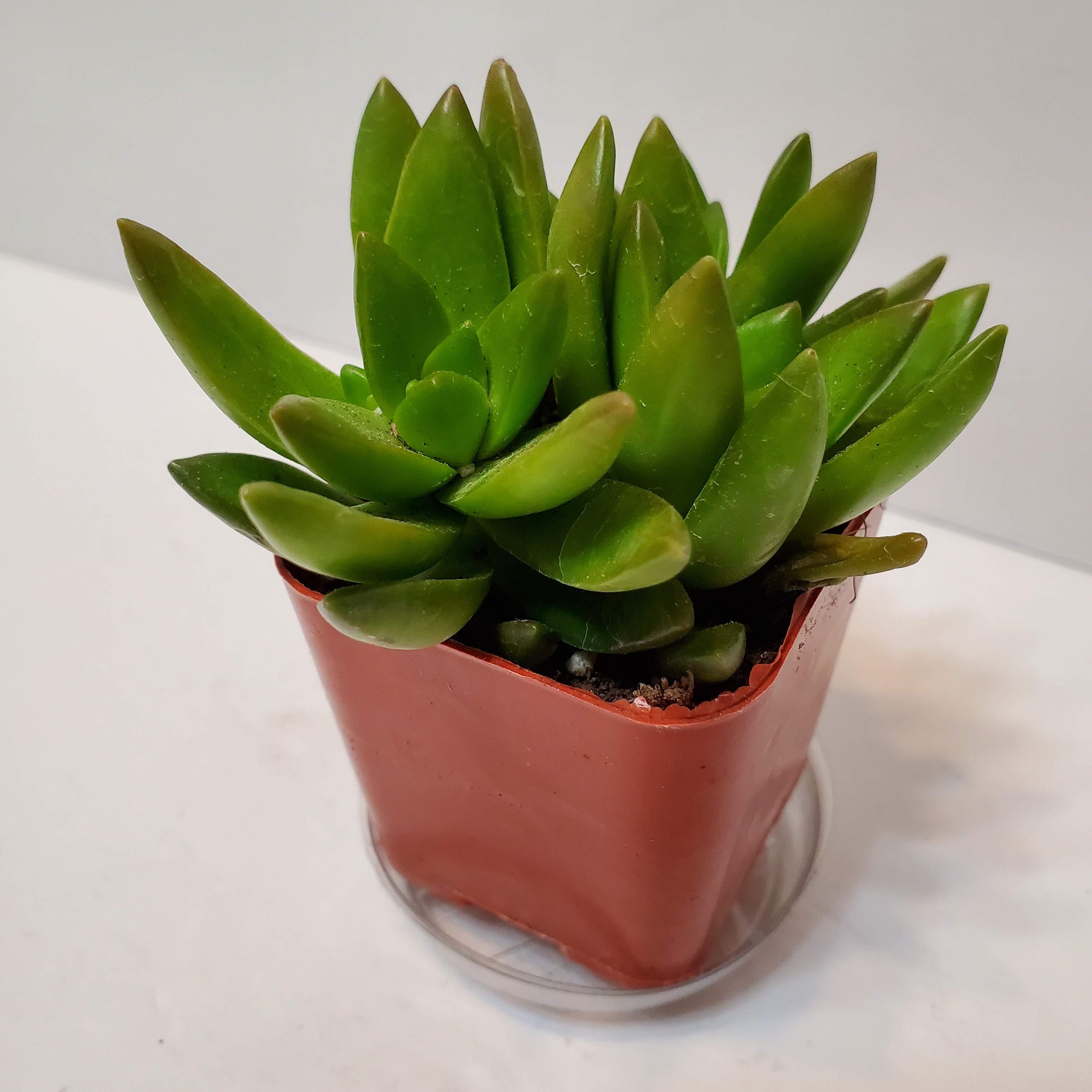 Sedum Adolphi, Coppertone Stonecrop, Golden Sedum, Succulent Plants ...