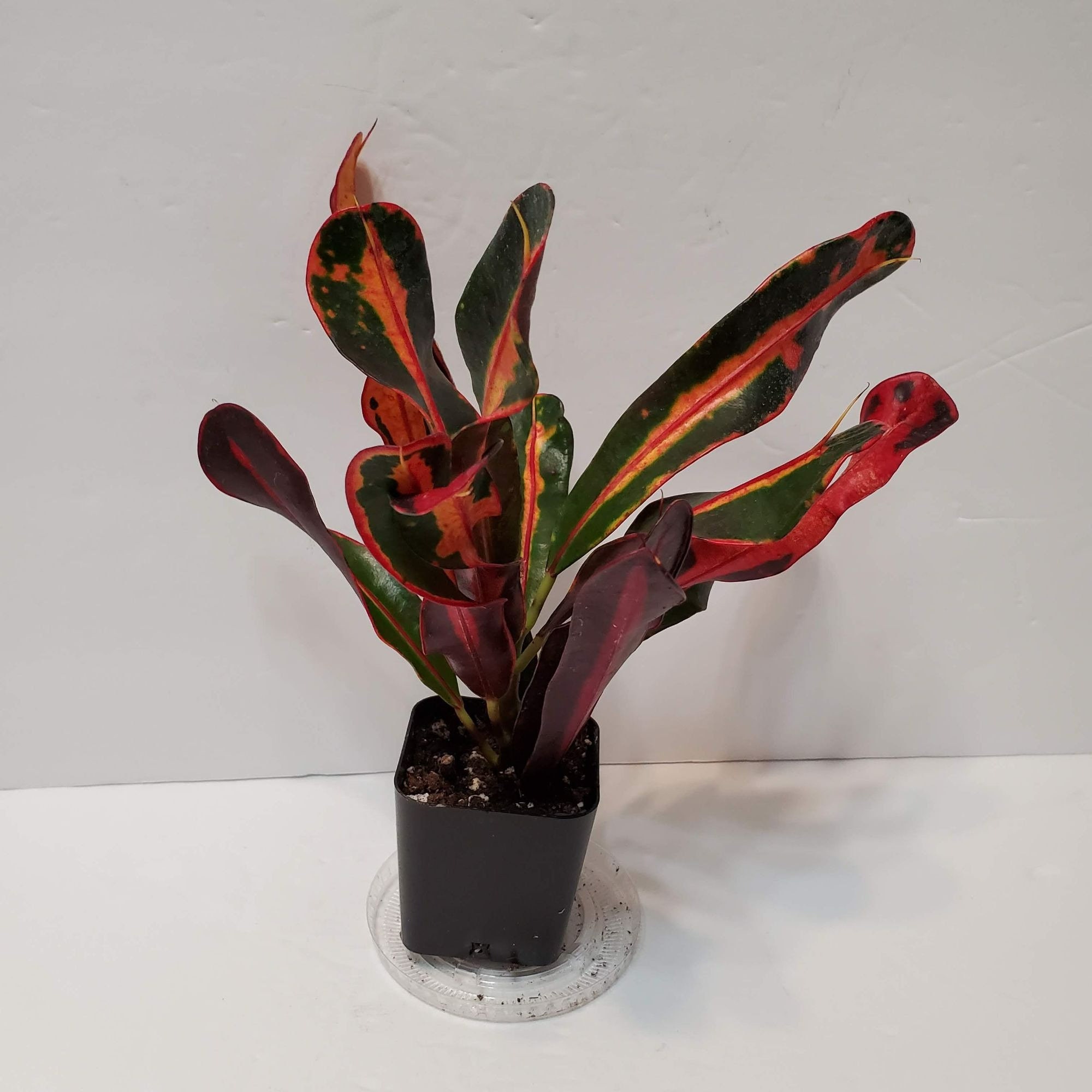 Croton Plant, Mamey Croton, 2 Inch Plant, Croton Live Plant, Red House ...