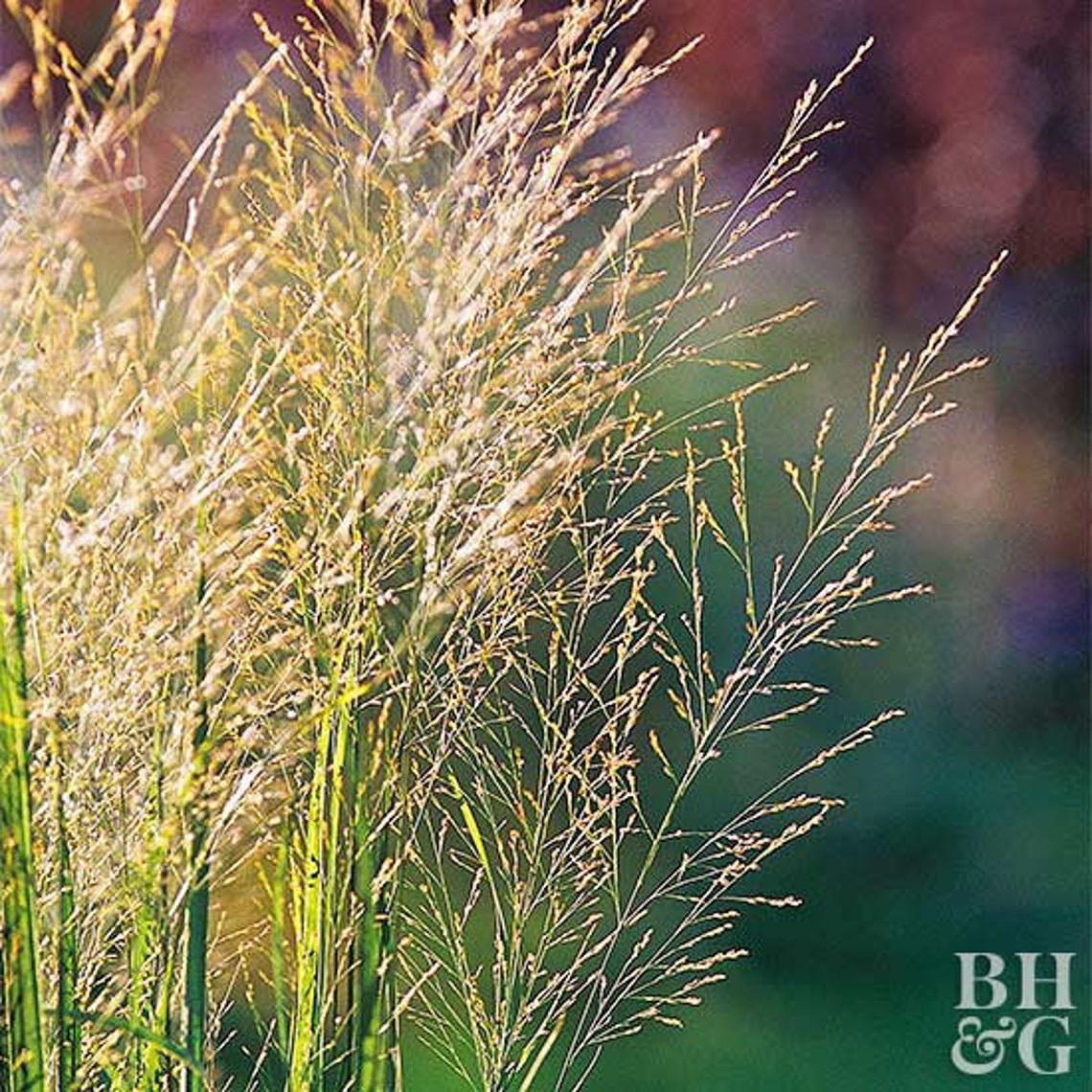 50 Switchgrass Seeds Panicum virgatum | Etsy