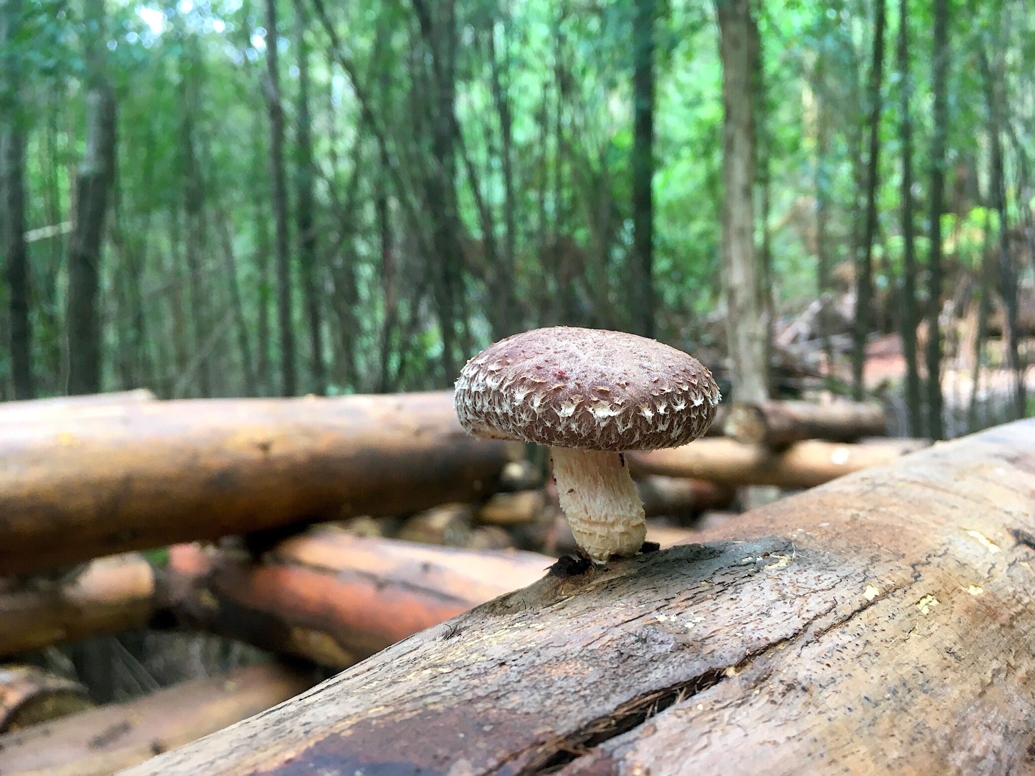 Wild Shiitake Mushrooms