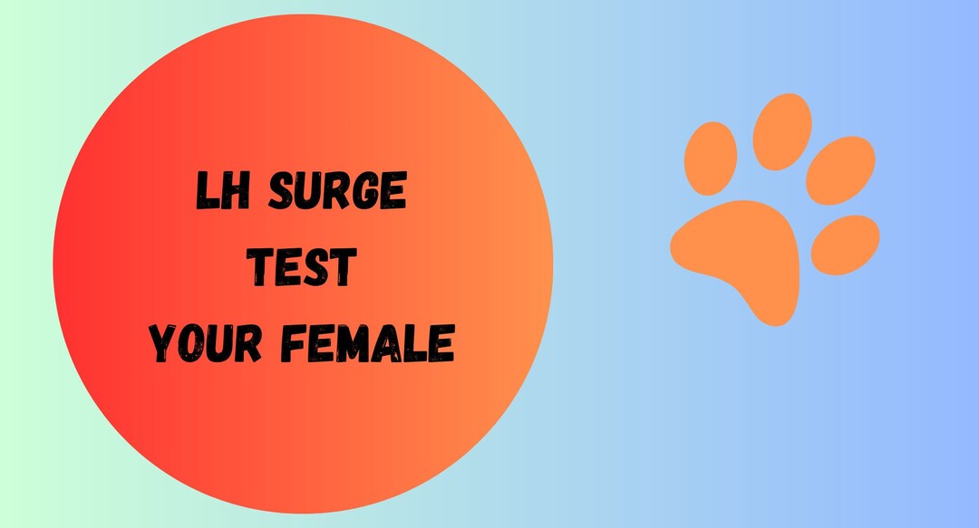 How to LH Surge Test Your Female Dog for Ovulation With Pictures ...