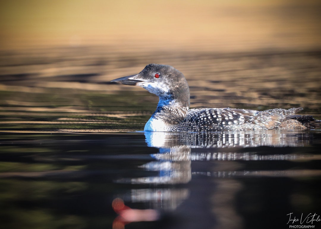 Common Loon #1, Lewey Lake, Adirondacks (8x10) - Etsy