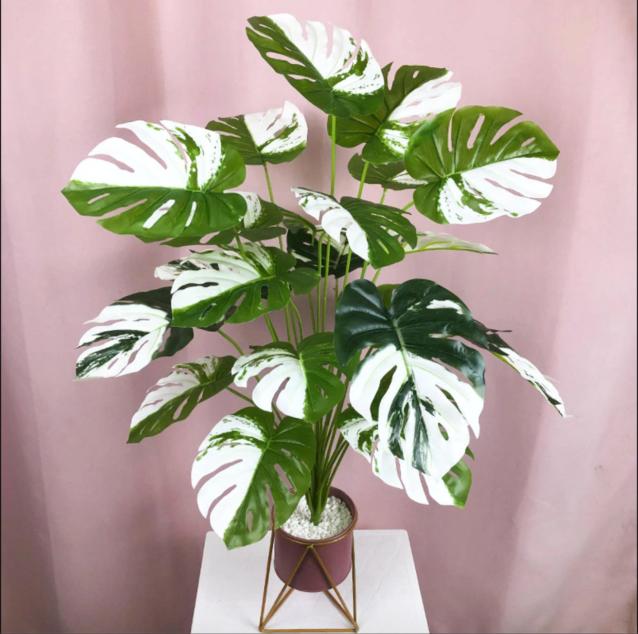 Monstera Albo