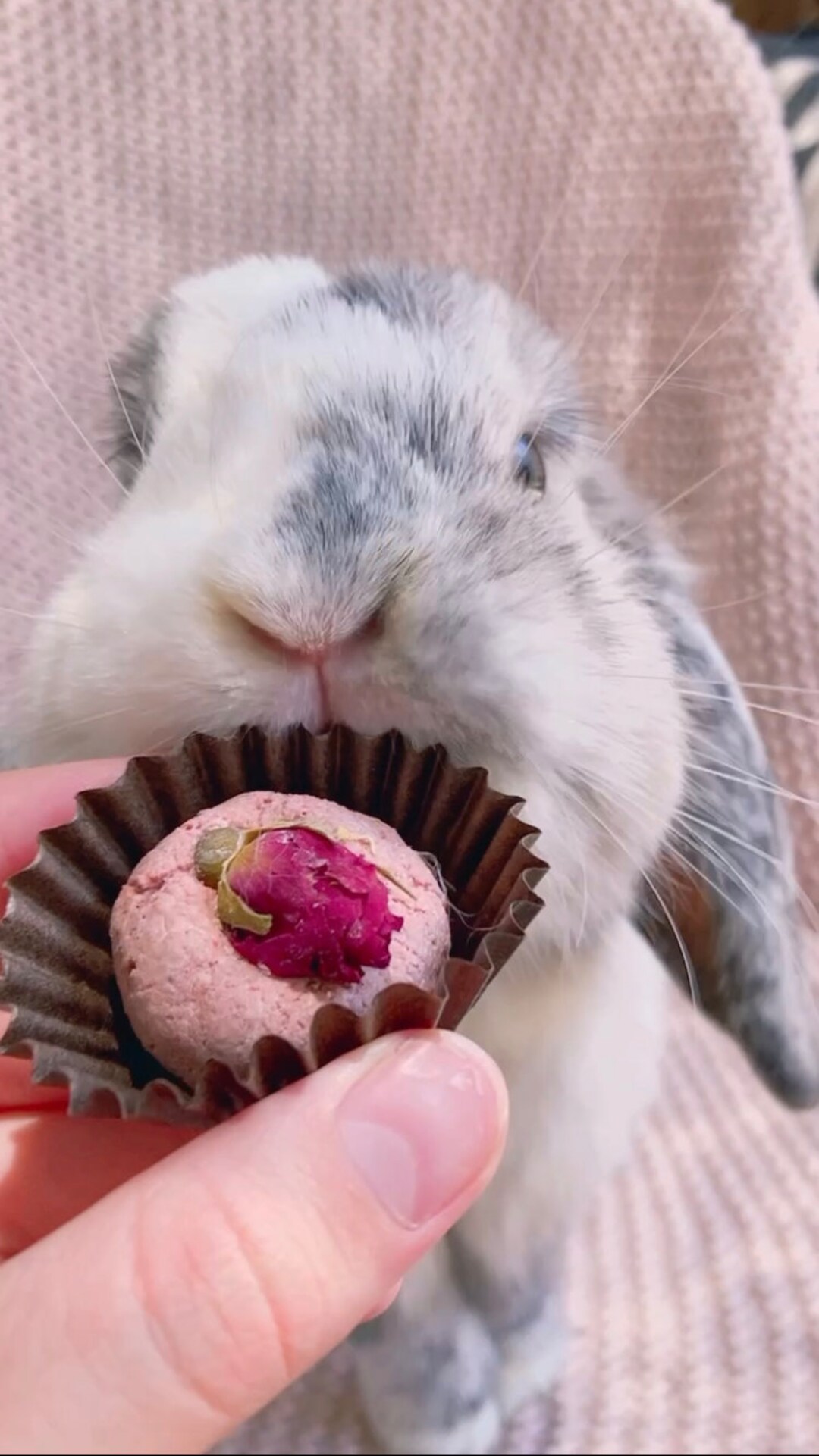 Rosey Bon Bon Bunny Treats, Rabbits Treats, Rose Bunny Treats - Etsy