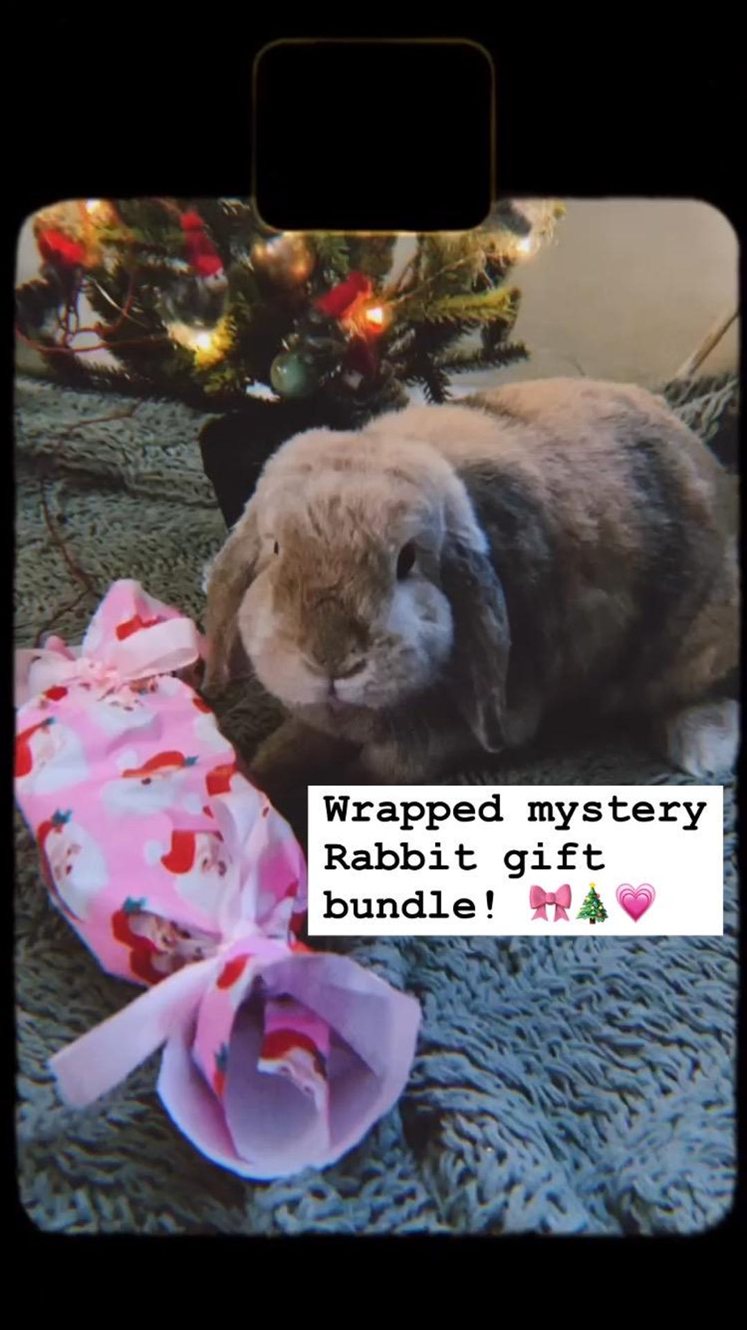 Christmas Mystery Gifts for Rabbits rabbit Treatsbunny Christmas ...