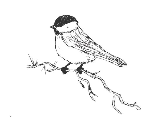 Chickadee Drawing Chickadee Illustration Chickadee Art - Etsy