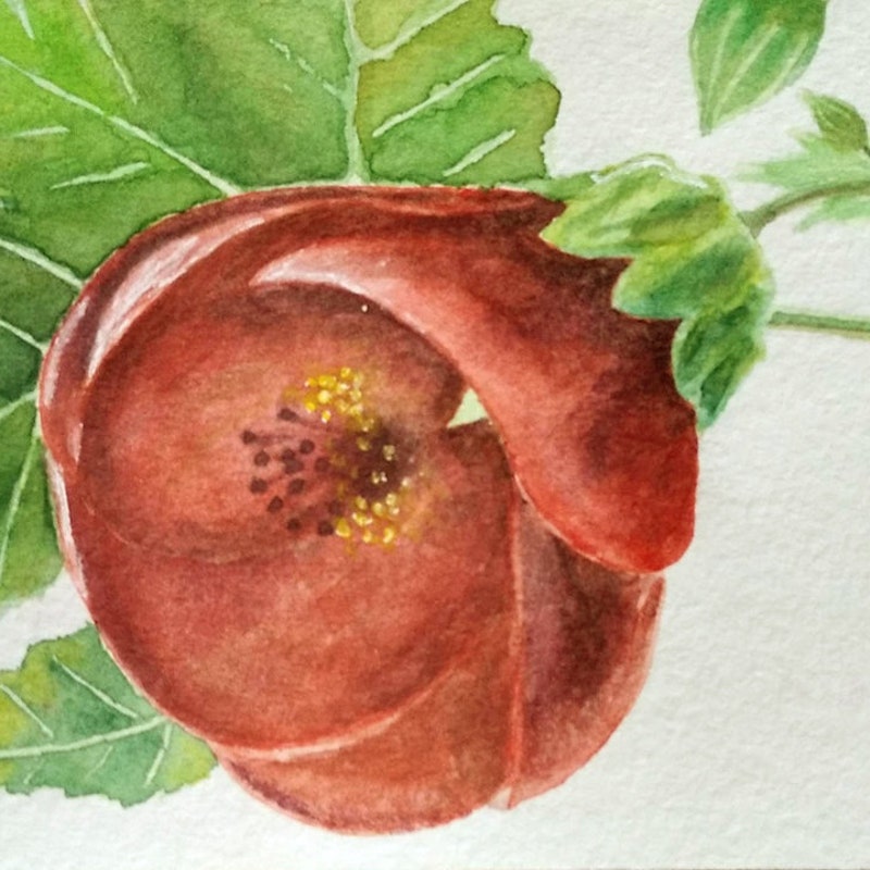 Abutilon - Etsy