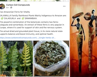 Kalawalla Fern Plant Live - Etsy