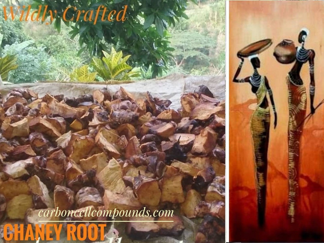 CHANEY Root (country of Origin. Carribean Mountains) - |FREE Shipping ...