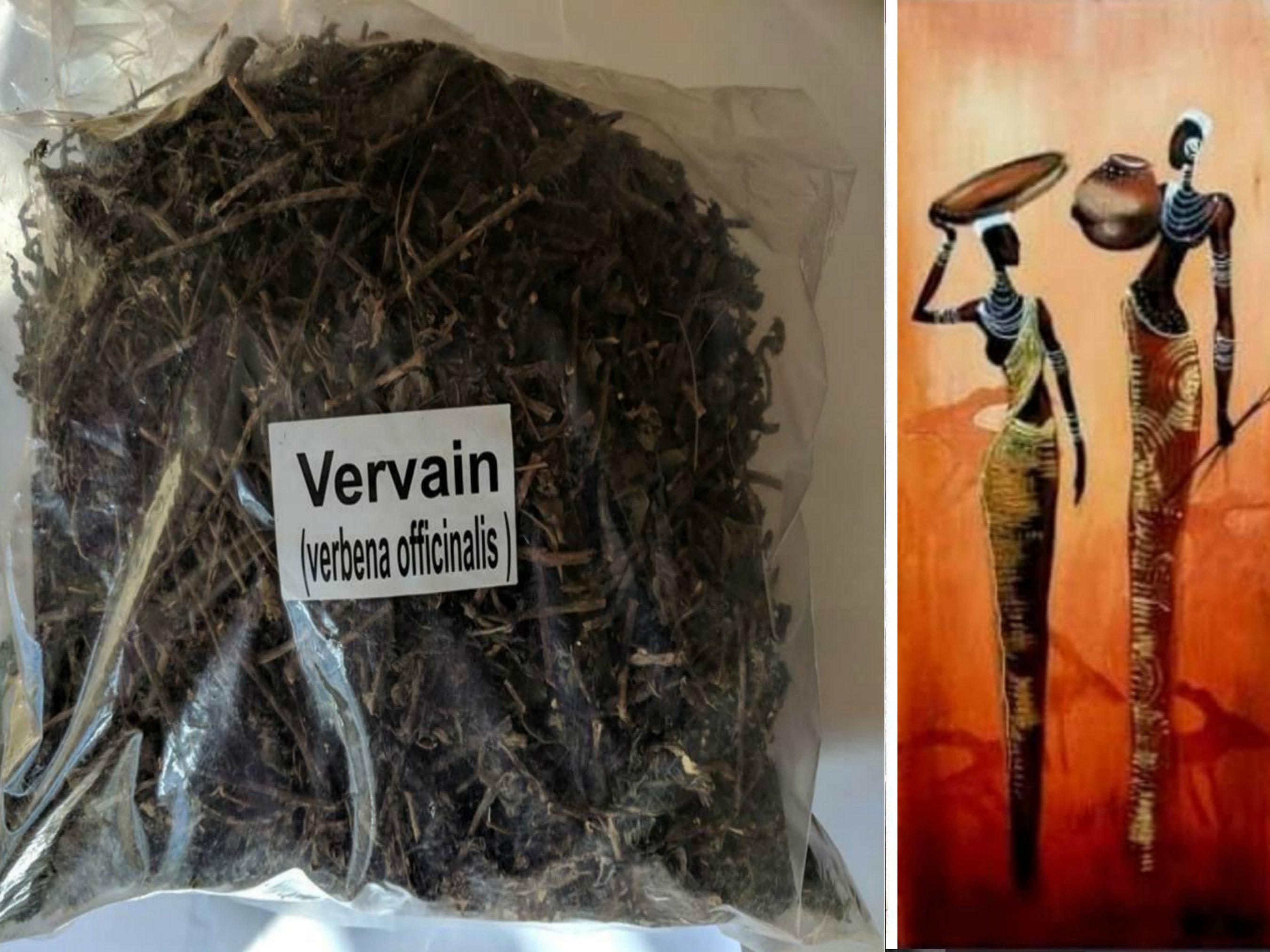BLUE Vervain Country of Origin. Jamaica FREE Domestic | Etsy