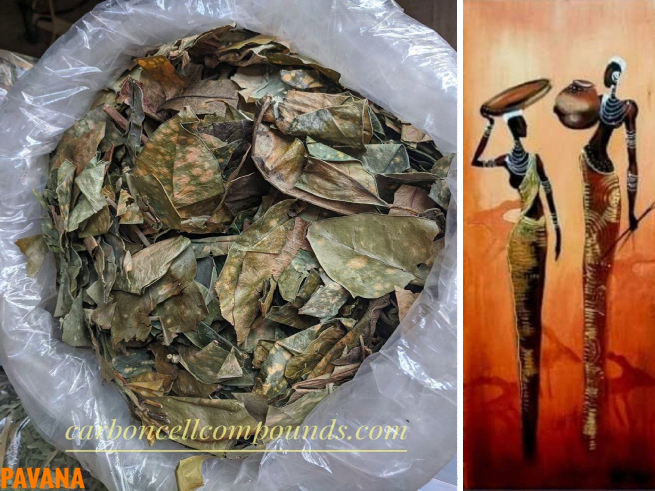 PAVANA origin. South Americas Mountains next Wild-picking 20 Mar 23 ...