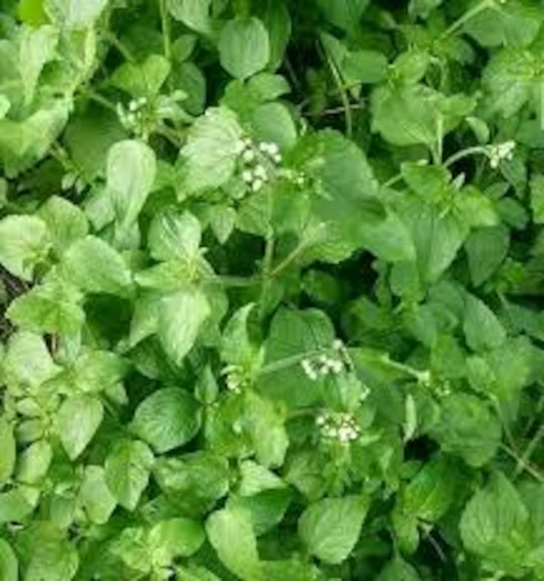 MIRACLE GRASS | King Grass | Ageratum Conyzoides | Billy Goat Weed ...