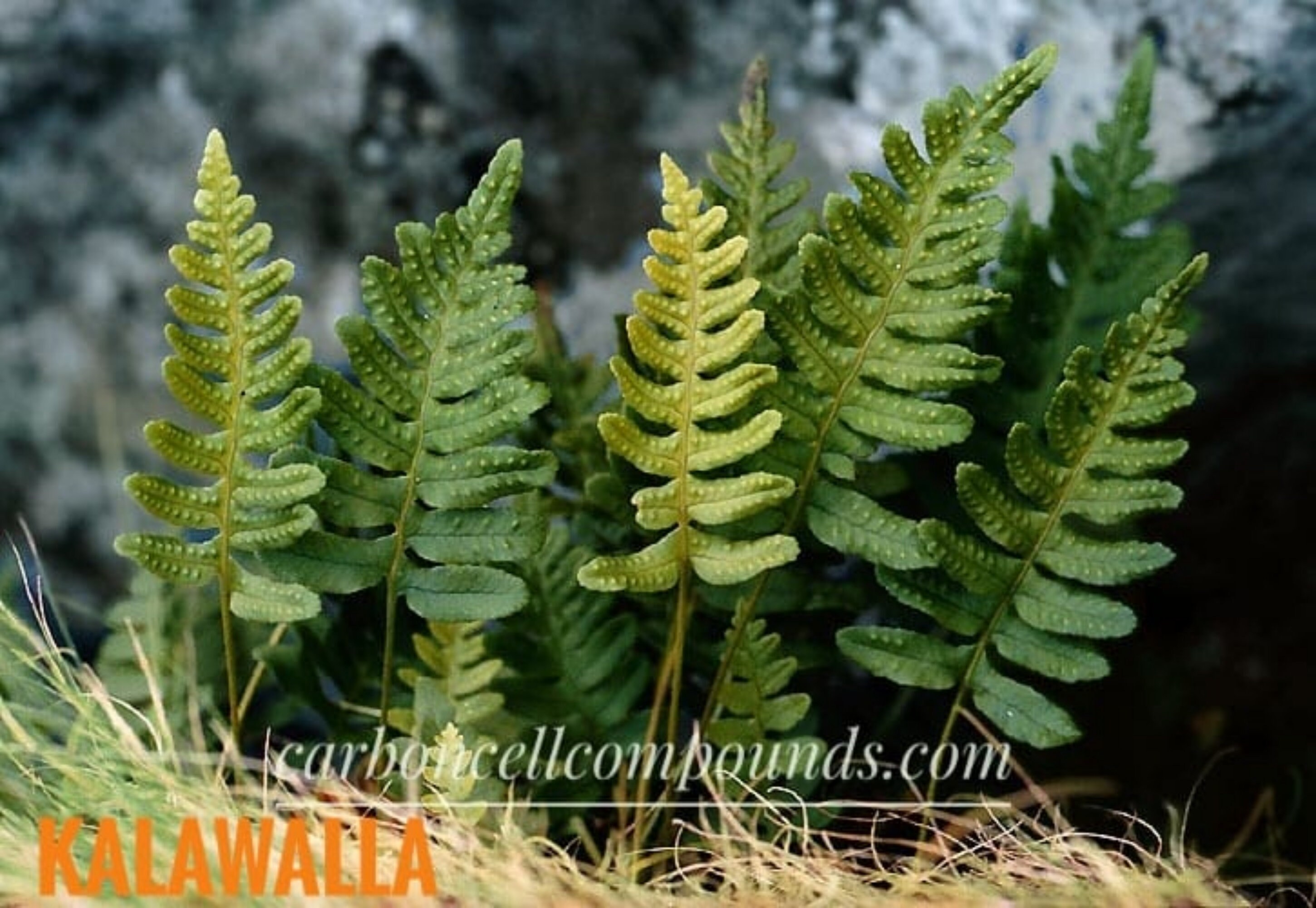 KALAWALLA Origin. Caribbean Mountains FREE Domestic | Etsy