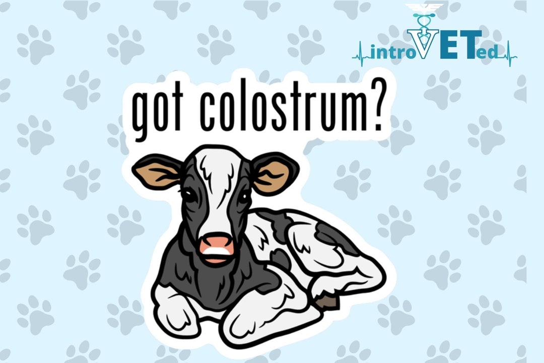 Got Colostrum Sticker, Veterinarian Sticker, Vet Tech Sticker, Cow ...