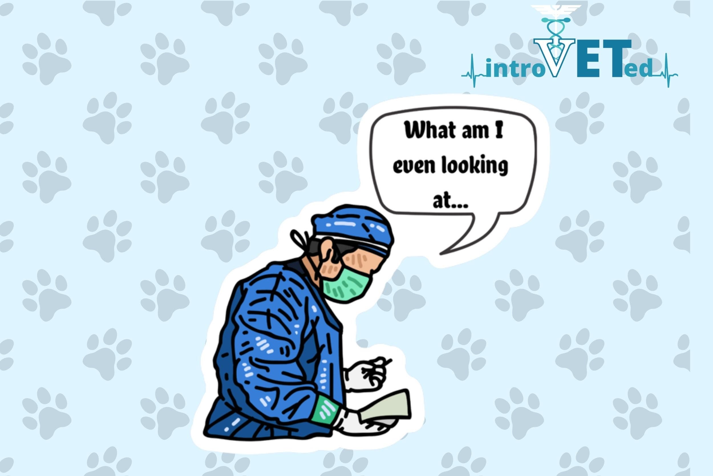 What Am I Even Looking at Stickerdoctor Stickervet - Etsy