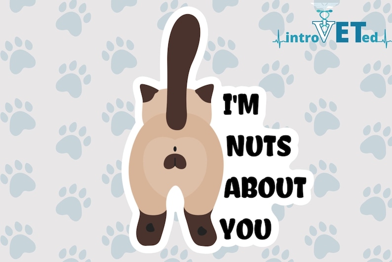 I'm Nuts About You Stickercat Stickervet Stickervet - Etsy