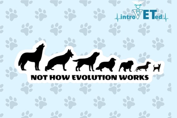 Evolution Stickerdog Stickerwolf Stickerveterinarian - Etsy